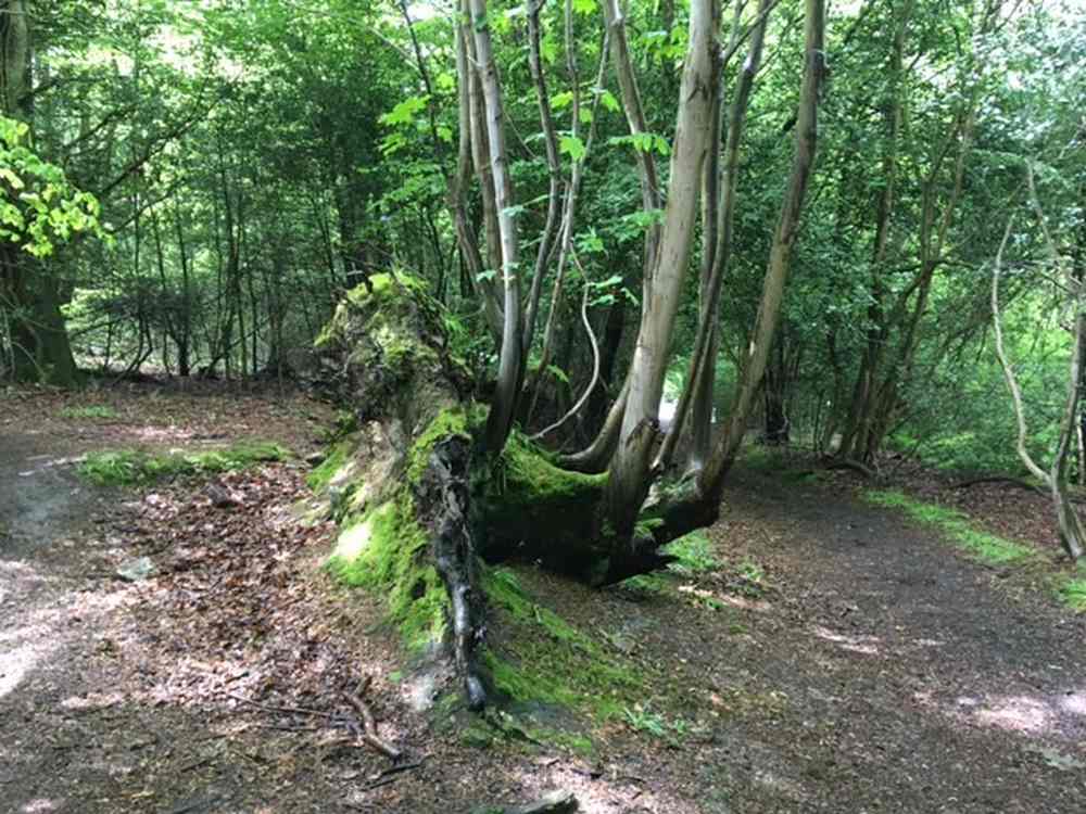 How to overcome the symptoms of the modern malaise and have less stress ...