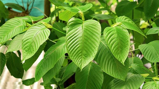 5 Kratom Benefits You’ve Likely Never Heard Of - Thrive Global