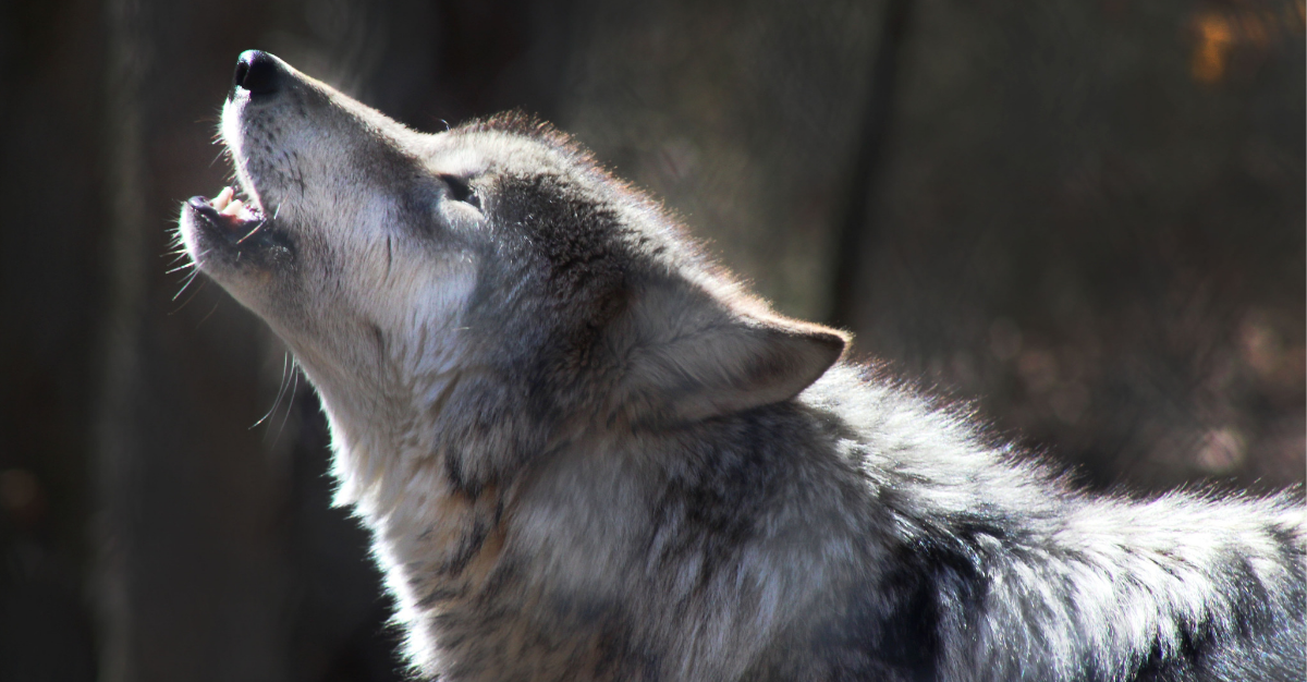 Rewilding Your Relationship - Thrive Global