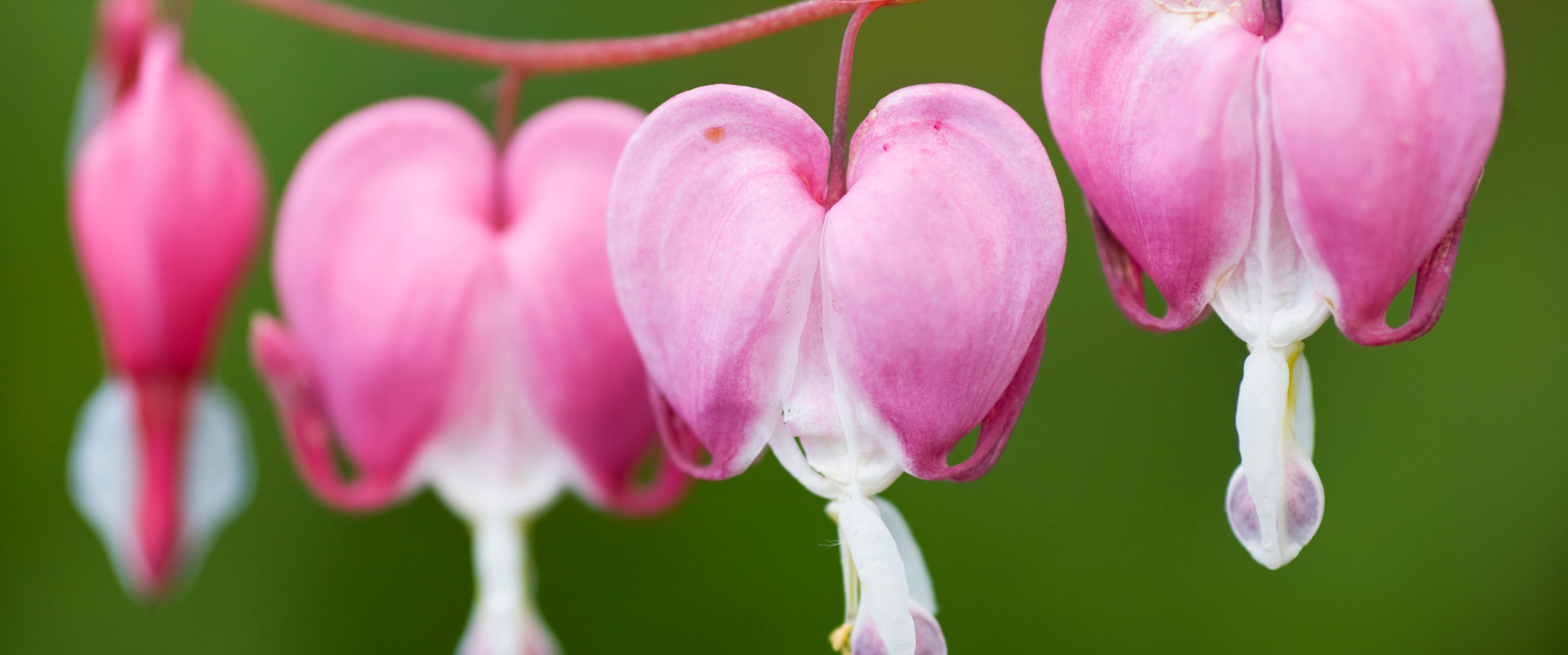 Discover Your Heart Intelligence - Thrive Global