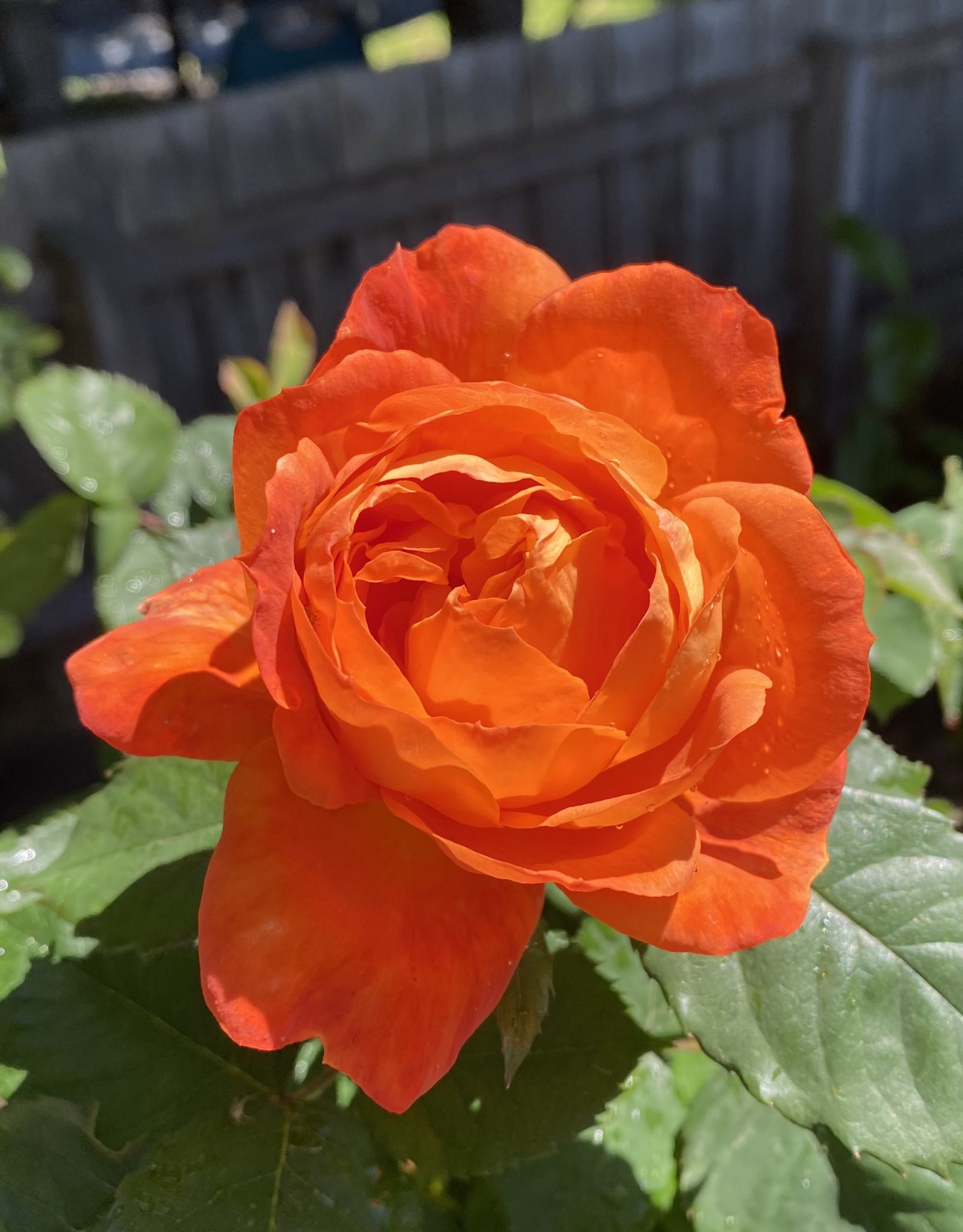 What makes you Optimistic about Valentine's Day? - Thrive Global