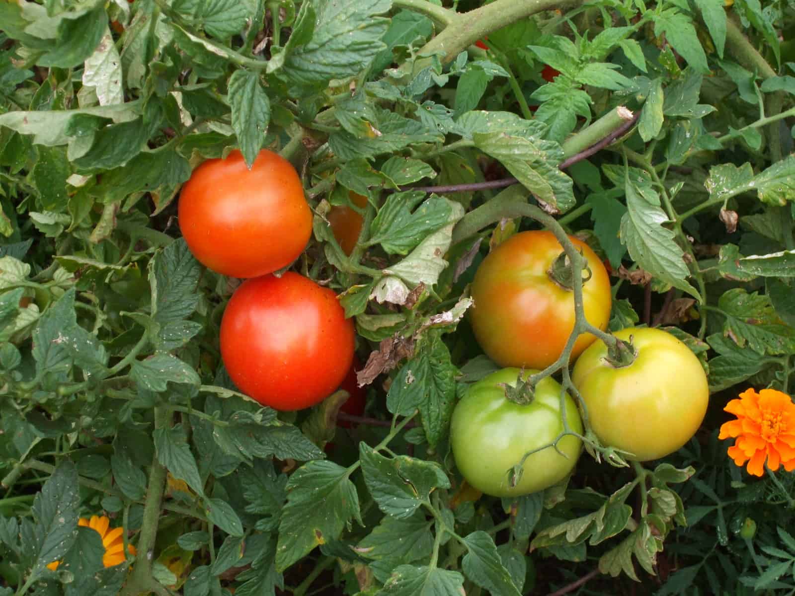 Your Career is Like a Tomato - Thrive Global