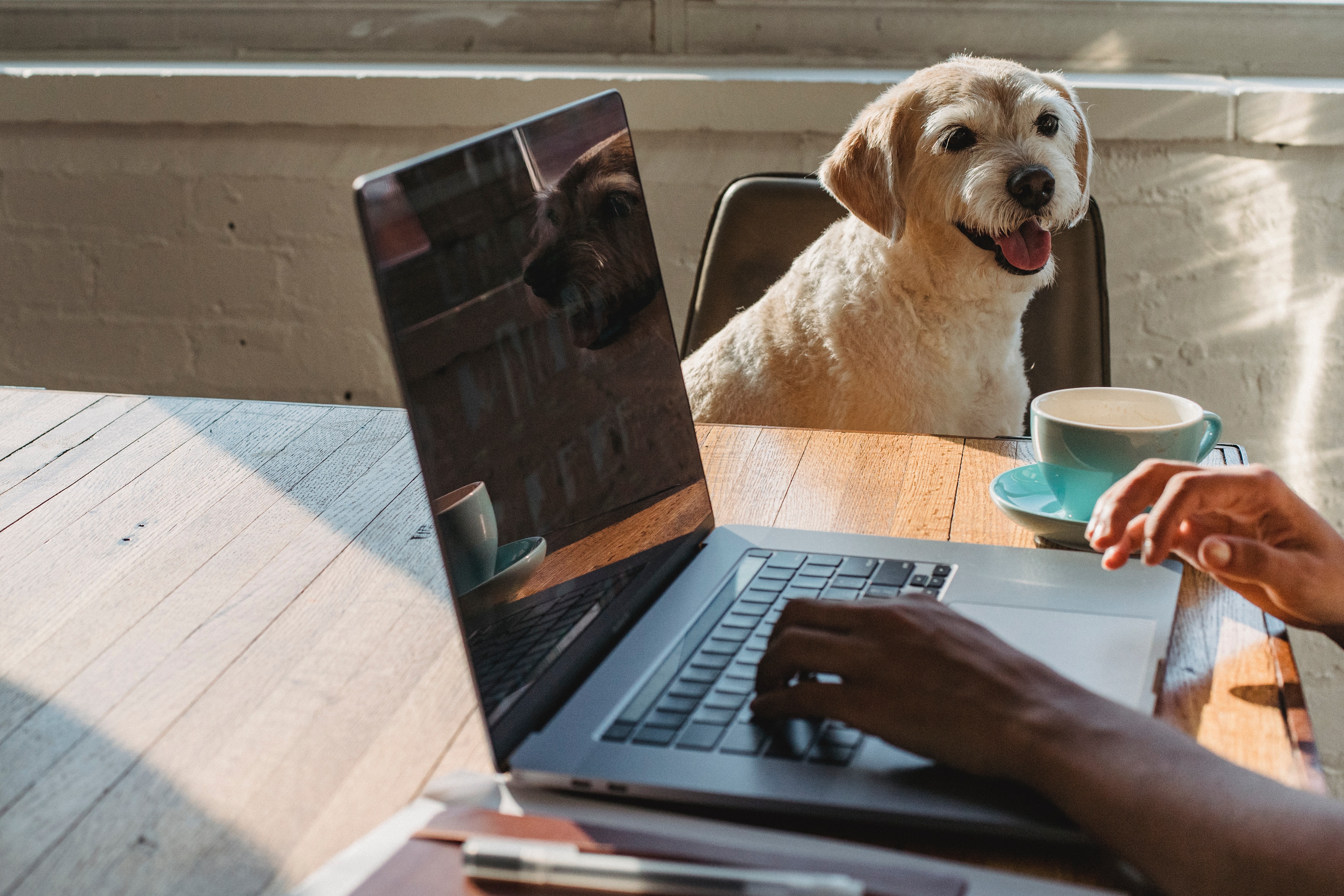11 Reasons Why Every Entrepreneur Should Have a Dog - Thrive Global