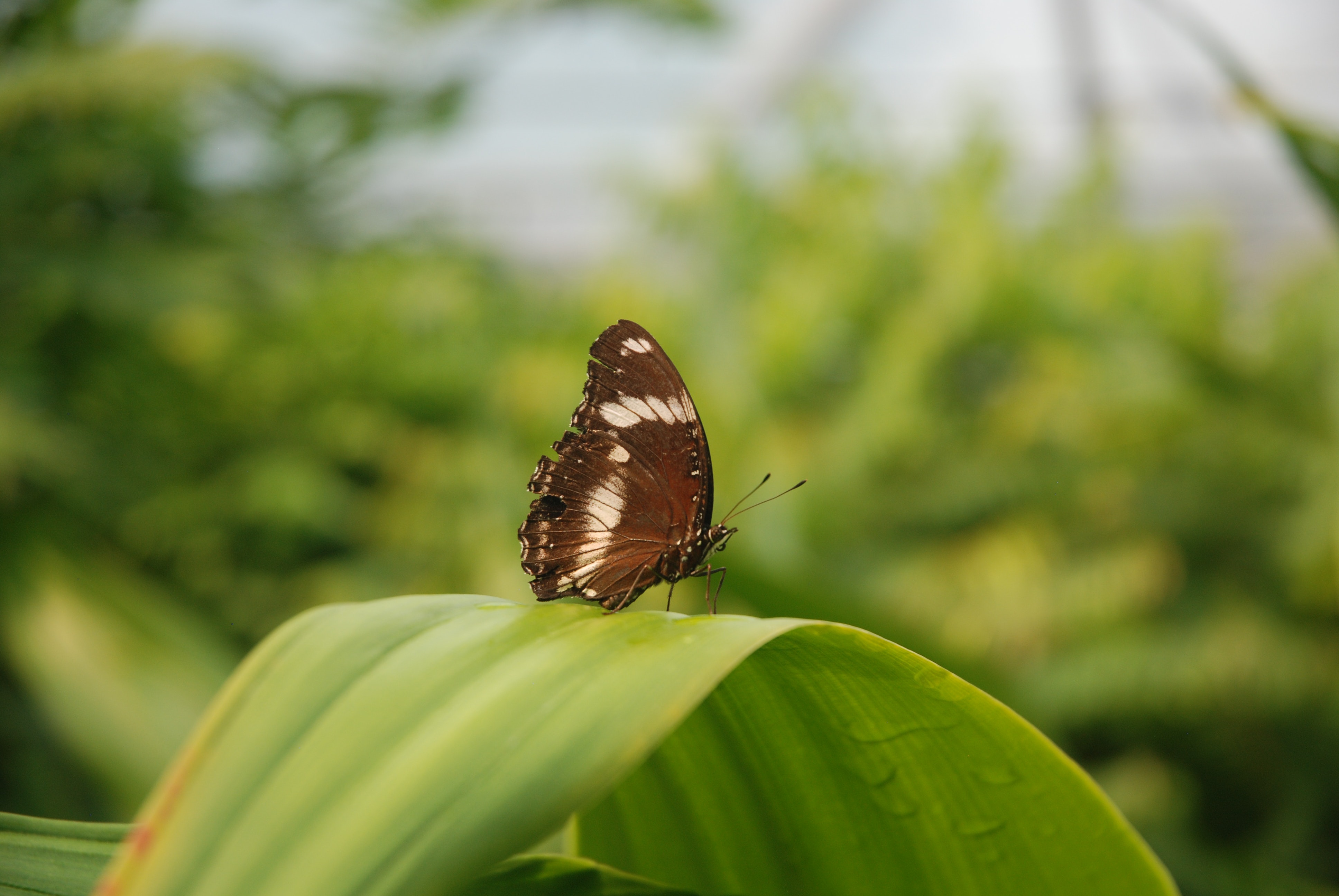 Meditation: Unraveling the Butterfly Effect of Inner Peace - Thrive Global